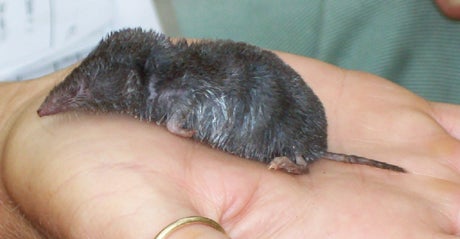 Insectivores | Outdoor Alabama